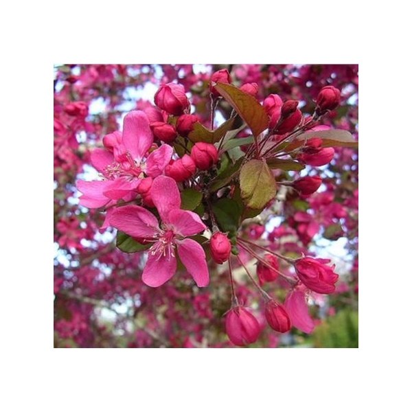 Malus'Freija'