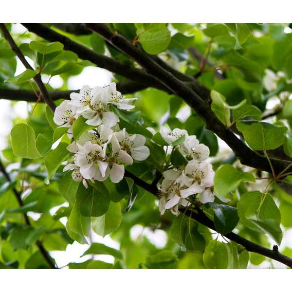 Pyrus Communis'Beech Hill'