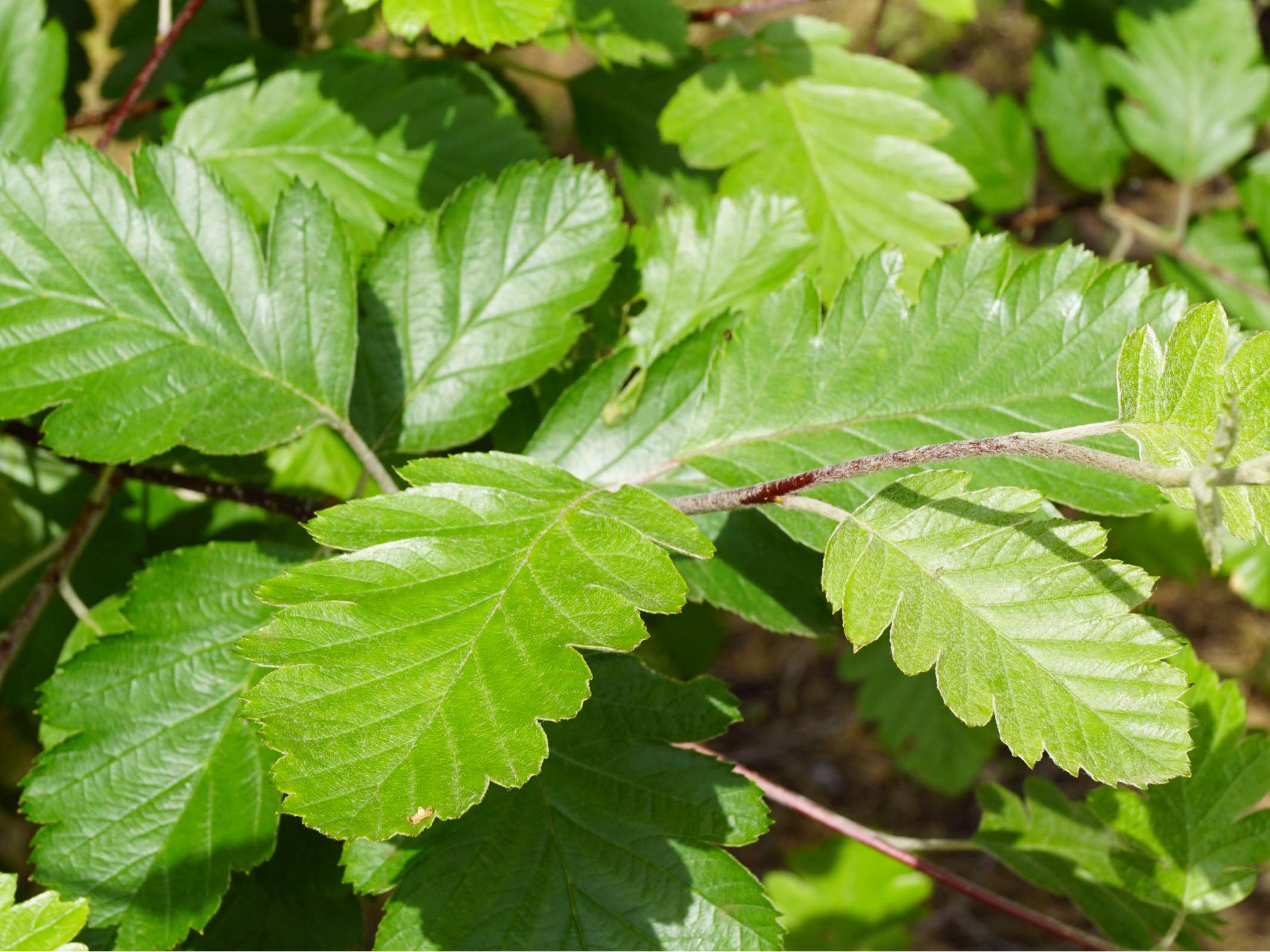 Sorbus Intermedia'Brouwers'