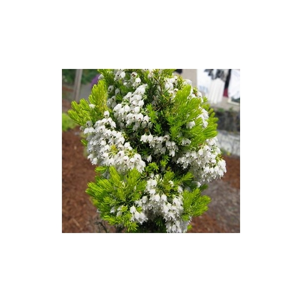 Erica Arborea'Estrella Gold'