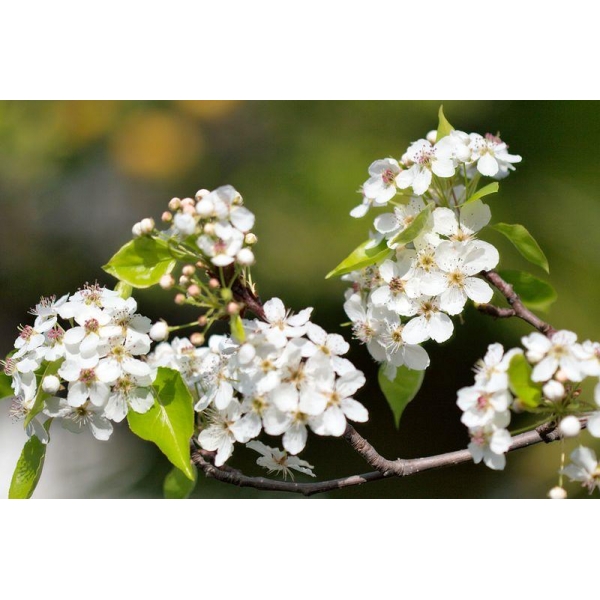 Pyrus Calleryana'Capital'