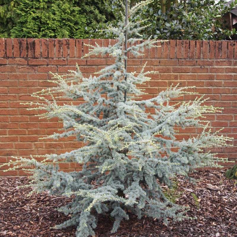 Cedrus Libani'Horstmann'