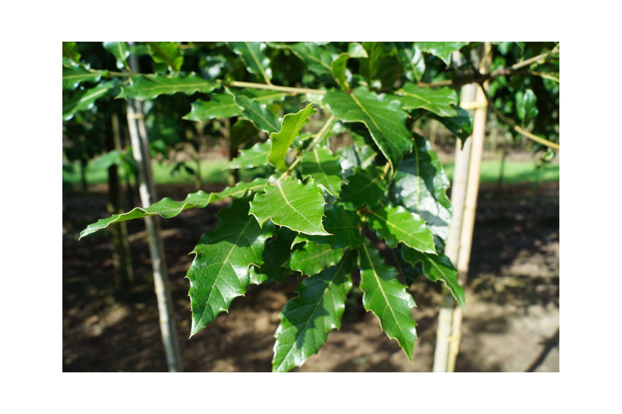 Quercus Warei'Long'