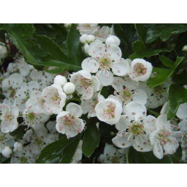 Crataegus Monogyna'Stricta'