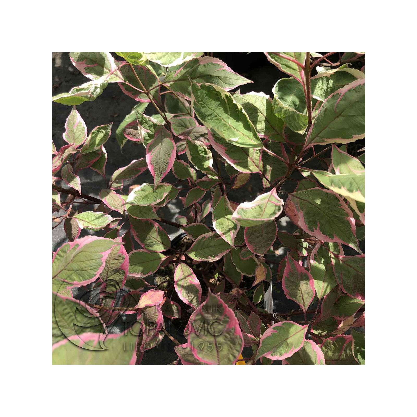 Cornus Alba'Miracle'