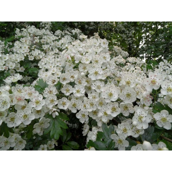 Crataegus Laevigata'Plena'