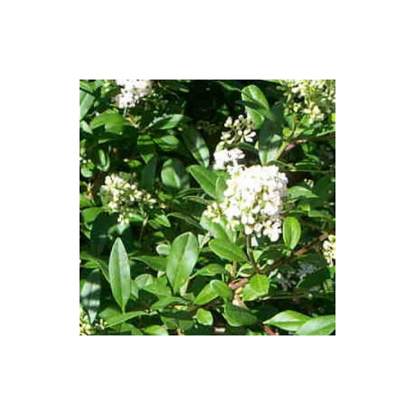 Ligustrum Vulgare'Atrovirens' ( Liguster )