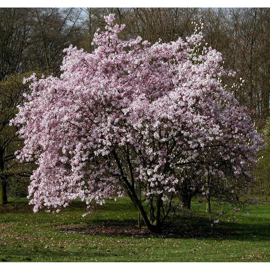Magnolia Loebneri'Leonard Messel'