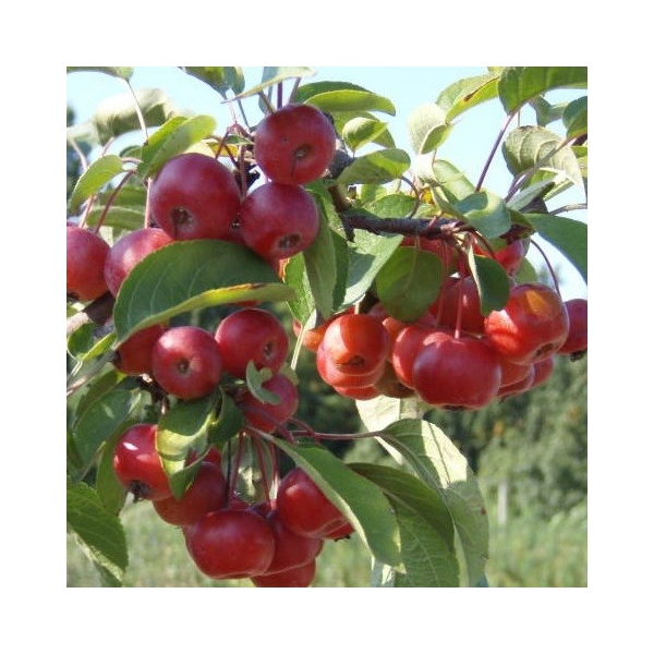Malus'Red Sentinel'