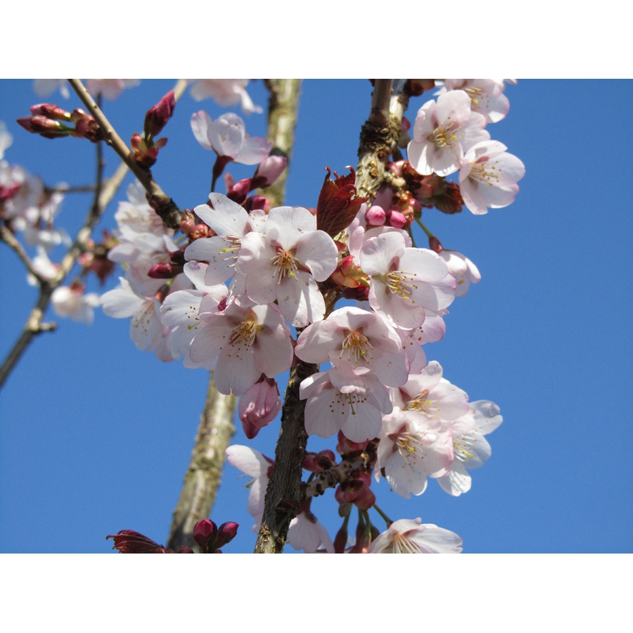 Prunus'Spire'