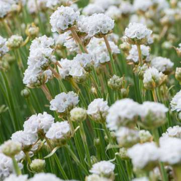 Armeria(Engels Gras)
