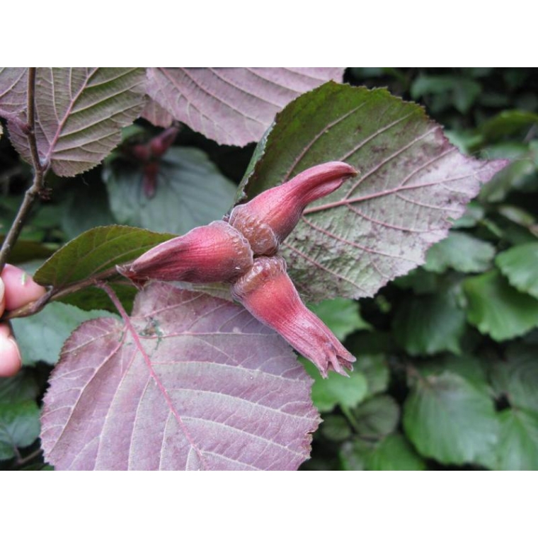 Corylus Maxima'Purpurea'