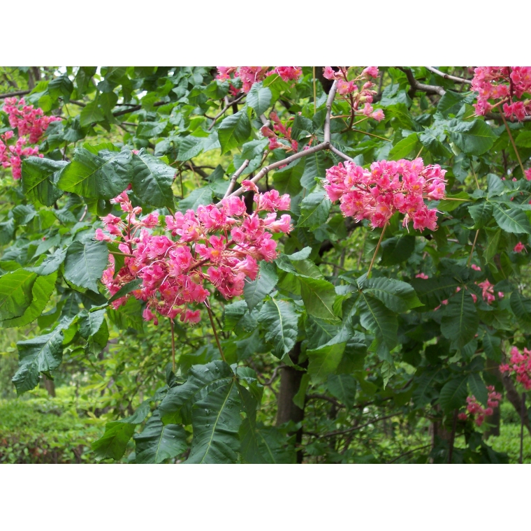 Aesculus Carnea'Briotii'