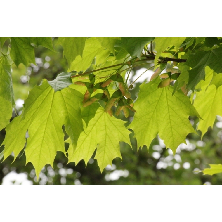 Acer Platanoides'Columnare'
