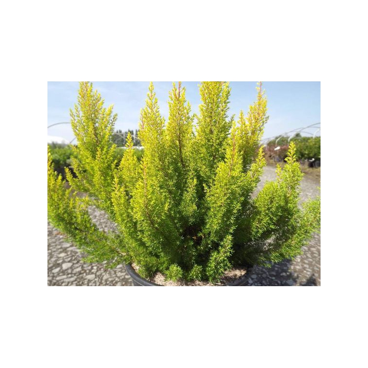 Erica Arborea'Estrella Gold'