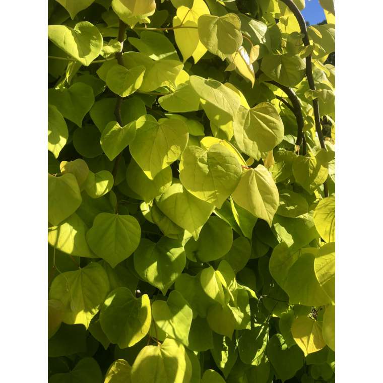 Cercis Canadensis'Golden Falls'