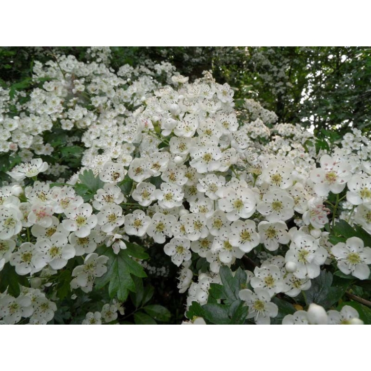 Crataegus Laevigata'Plena'