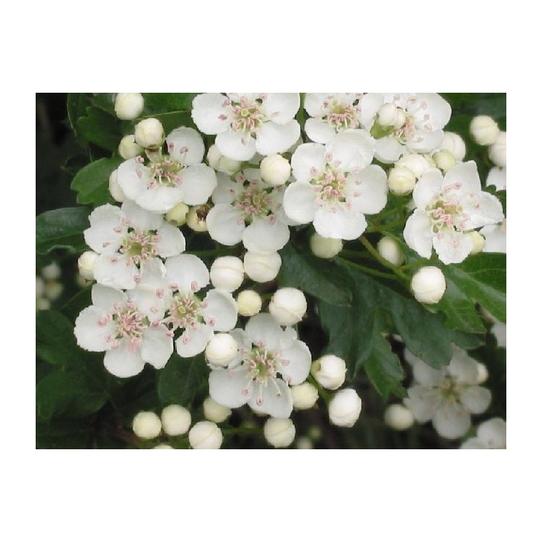 Crataegus Persimilis'Splendens'