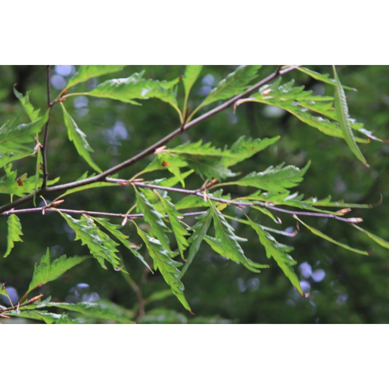 Fagus Sylvatica'Asplenifolia'