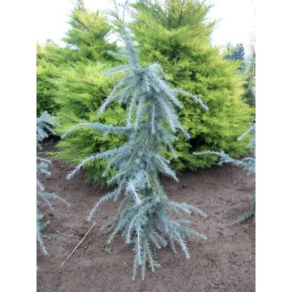 Cedrus Libani'Blue Angel'